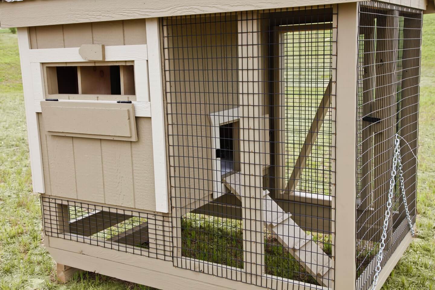 How To Protect Chickens From Predators - Penn Dutch